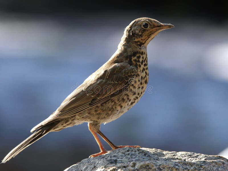 Trush portrait stock photo. Image of portrait, water - 32999918