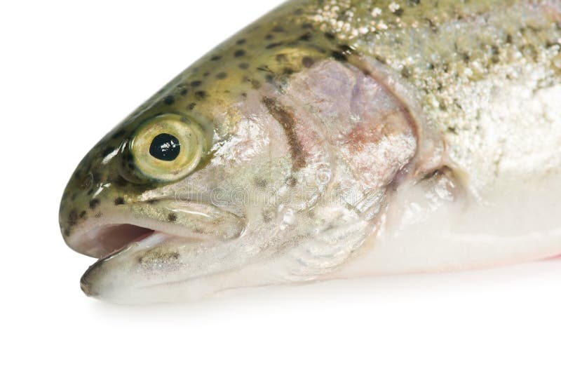 Truta foto de stock. Imagem de tabela, seafood, freshwater - 15986348