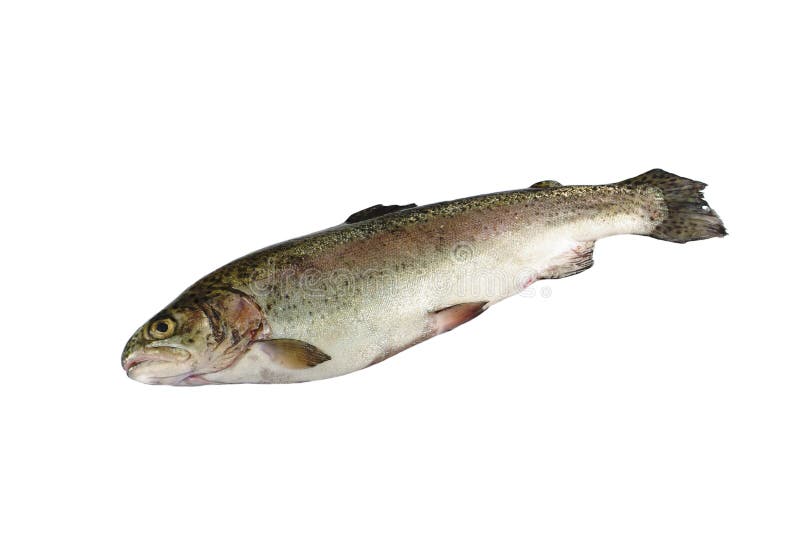 Truta foto de stock. Imagem de fresco, truta, publicidade - 5793666