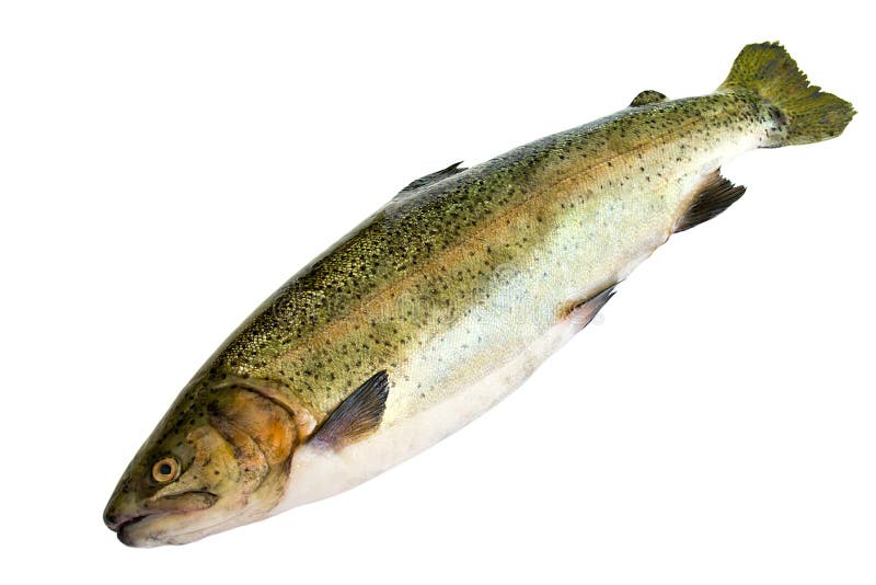 Truta foto de stock. Imagem de marisco, alimento, isolado - 9848086