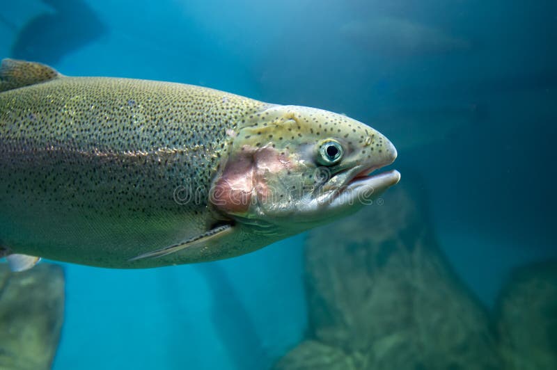 Trutas arco-íris foto de stock. Imagem de nave, trio - 41955188