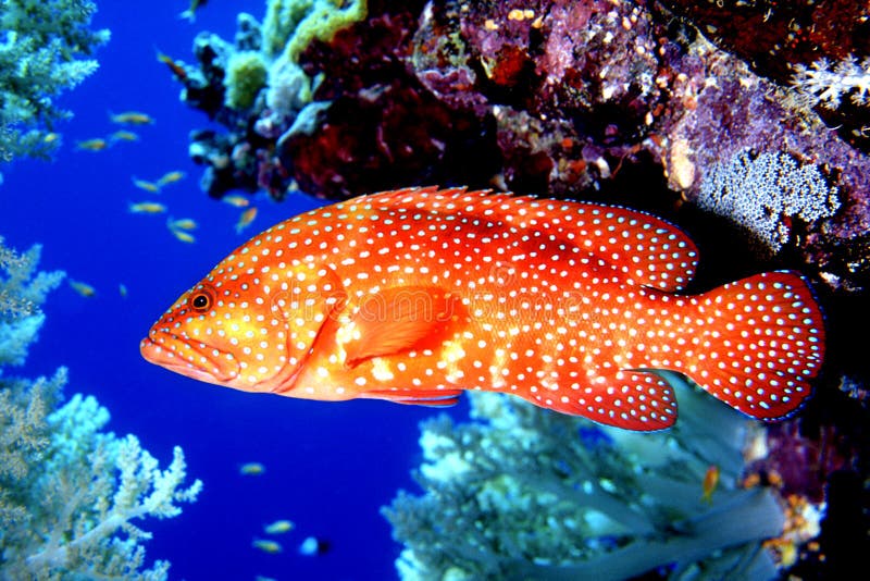 Coral Trout imagem de stock. Imagem de nadada, truta - 14192849