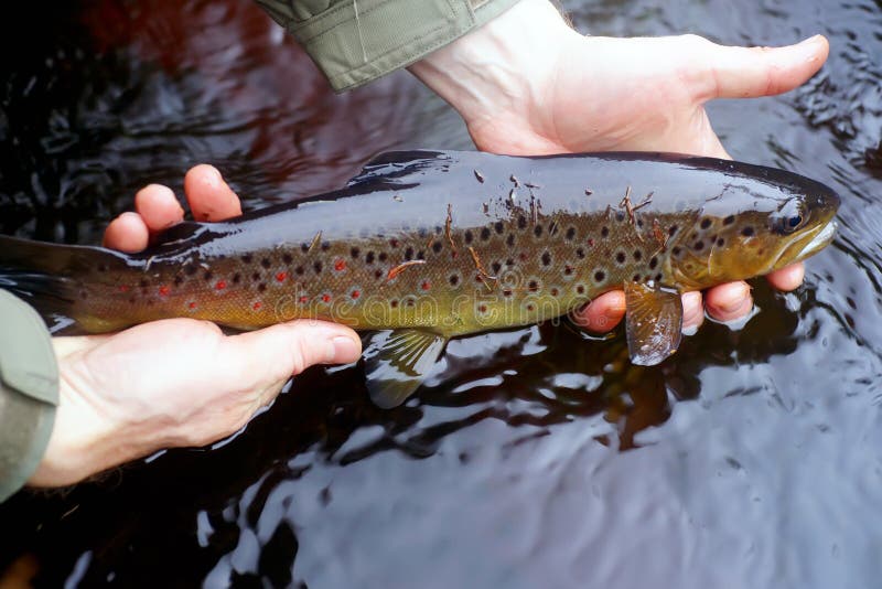 Truta de Brown imagem de stock. Imagem de enganchado - 16748877