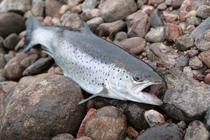 Truta de mar da pesca foto de stock. Imagem de seafood - 39811464
