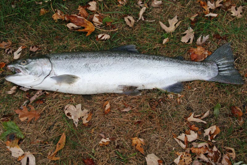 Truta prateada de Michigan imagem de stock. Imagem de fresco - 6651261