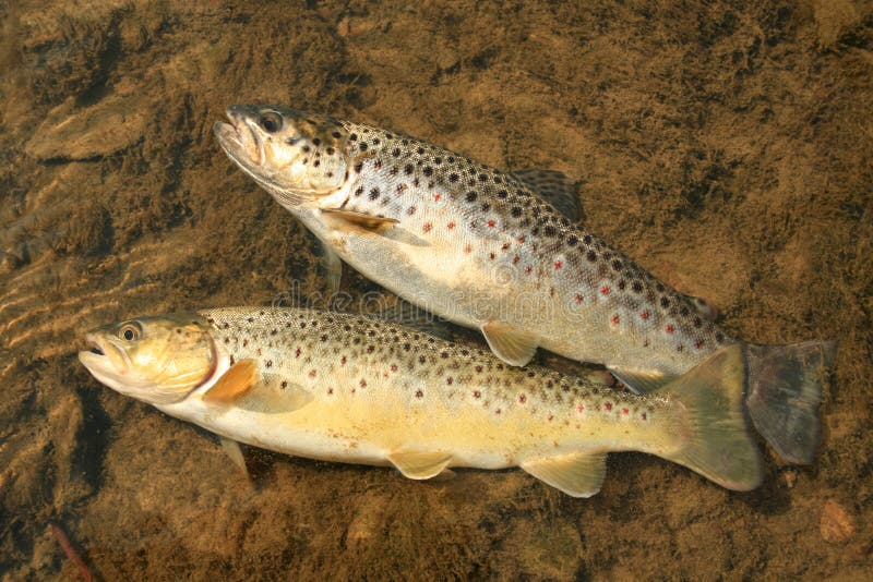 Trutas imagem de stock. Imagem de wilderness, travado - 9349425