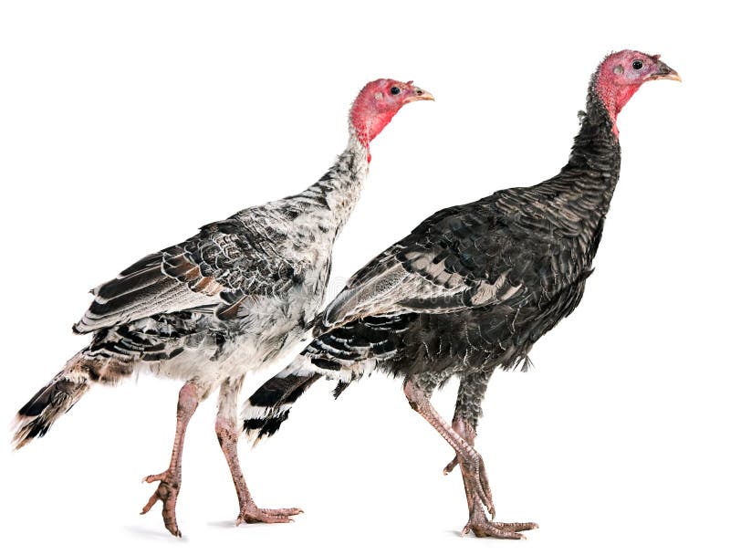 Junger Truthahn stockbild. Bild von horizontal, zwei - 11867633