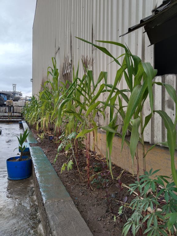 Try Growing Corn in a Plant on the Terrace Stock Photo - Image of plant ...