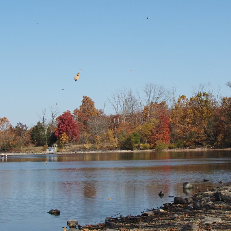 Try To Catch the Falling Leaves by the Lake. Stock Photo - Image of ...