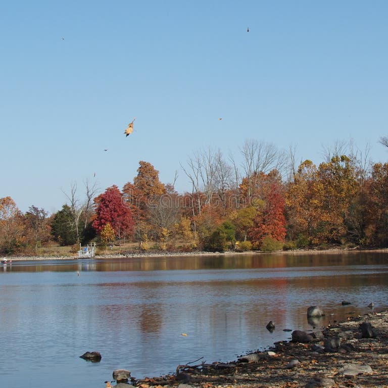 Try To Catch the Falling Leaves by the Lake. Stock Photo - Image of ...