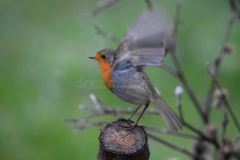 Try to fly stock photo. Image of nature, bird, robin - 100214056
