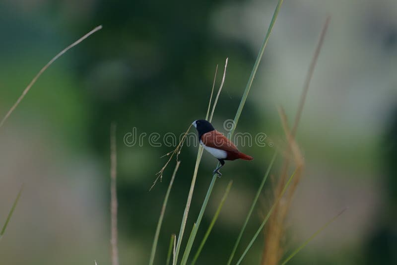 Trycolor Avadavat Bird in Grass Field Stock Image - Image of trycolor ...