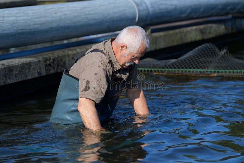 Trying to catch fish stock photo. Image of pond, investigate - 93748246