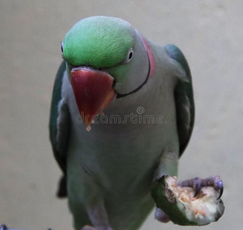 Trying To Eat Jamphal at Parrot S Feet, Stock Image - Image of parrot ...