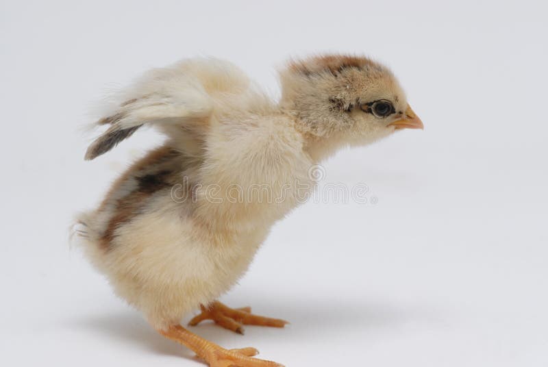 Trying to fly! stock image. Image of animal, feather, domesticated ...