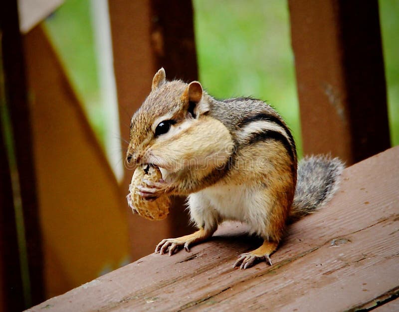 Trying to get a nut stock image. Image of squirrel, eating - 51544541