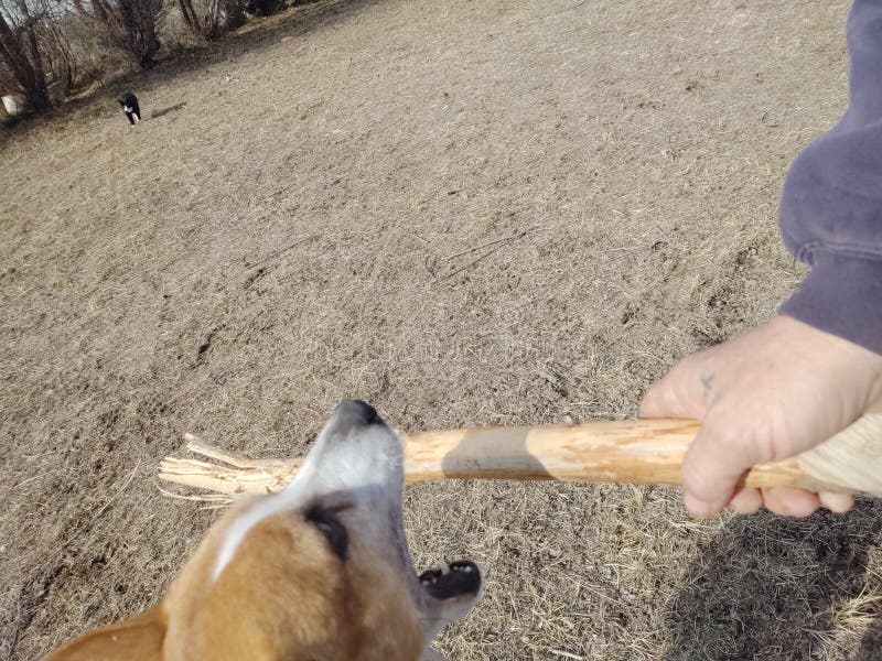 Trying to get the stick stock photo. Image of copy, face - 173614196