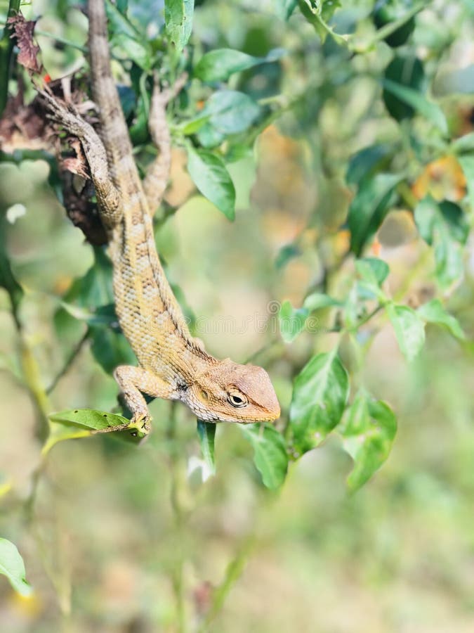 Lizard stock image. Image of lizard, jump, place - 104010919
