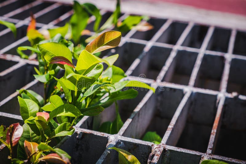 Trying To Survive the Tree Growing from a Drain Stock Image - Image of ...