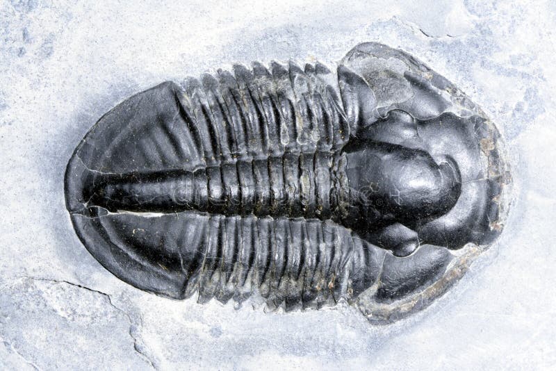 1,368 Trylobit zdjęć stockowych - bezpłatne i z licencją Royalty Free ...