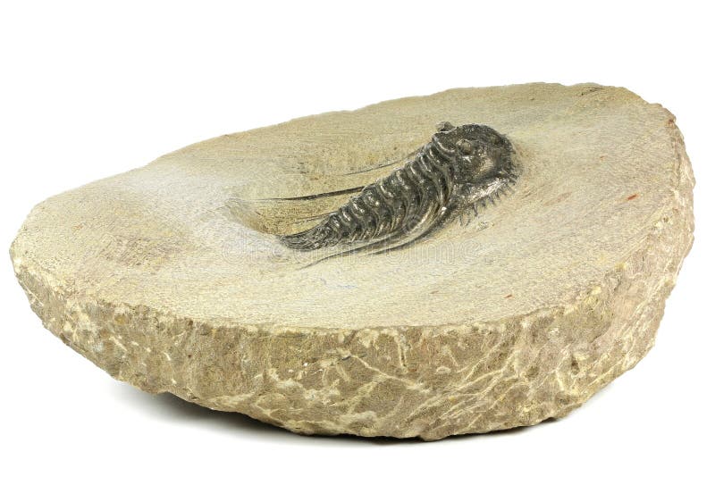 Trylobit Obrazy Stockowe - Pobierz 796 Zdjęcia Royalty Free