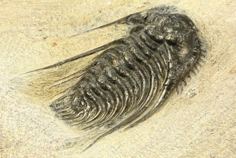 Trylobit Obrazy Stockowe - Pobierz 796 Zdjęcia Royalty Free