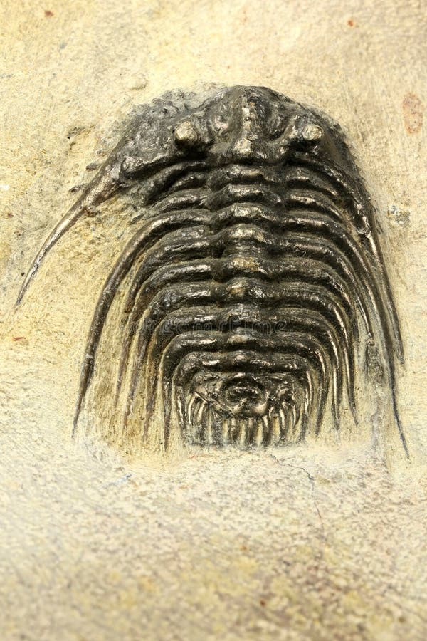 Trylobit Obrazy Stockowe - Pobierz 796 Zdjęcia Royalty Free