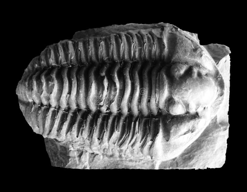 Trylobit skamielina zdjęcie stock. Obraz złożonej z skamielina - 35625838