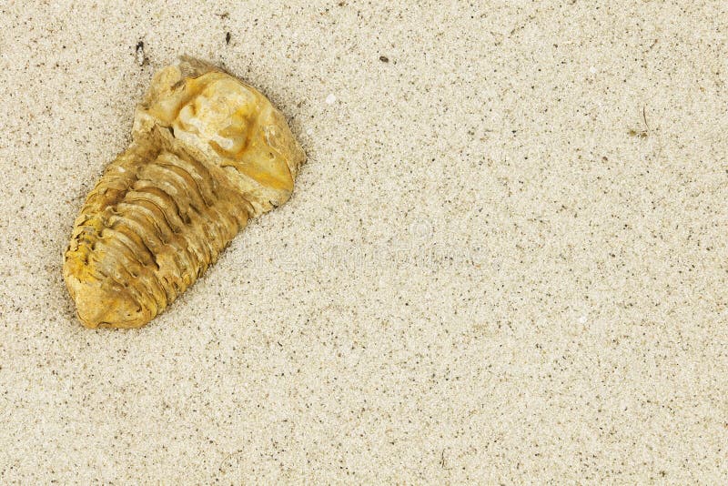 Trylobit skamielina zdjęcie stock. Obraz złożonej z natura - 35625838