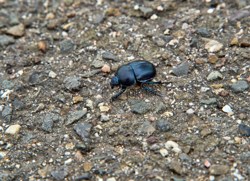 Beetle on the road stock photo. Image of road, soil - 261612292