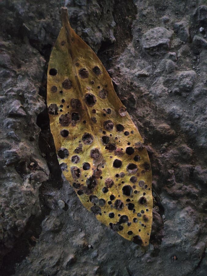 Trypophobia in leaves stock photo. Image of leaves, leaf - 272666554