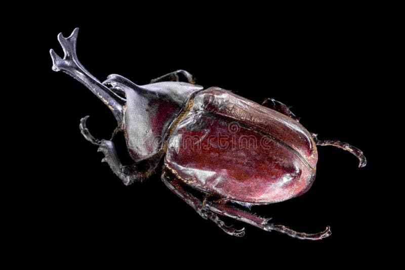 Trypoxylus dichotomus stock photo. Image of rhinoceros - 42416976