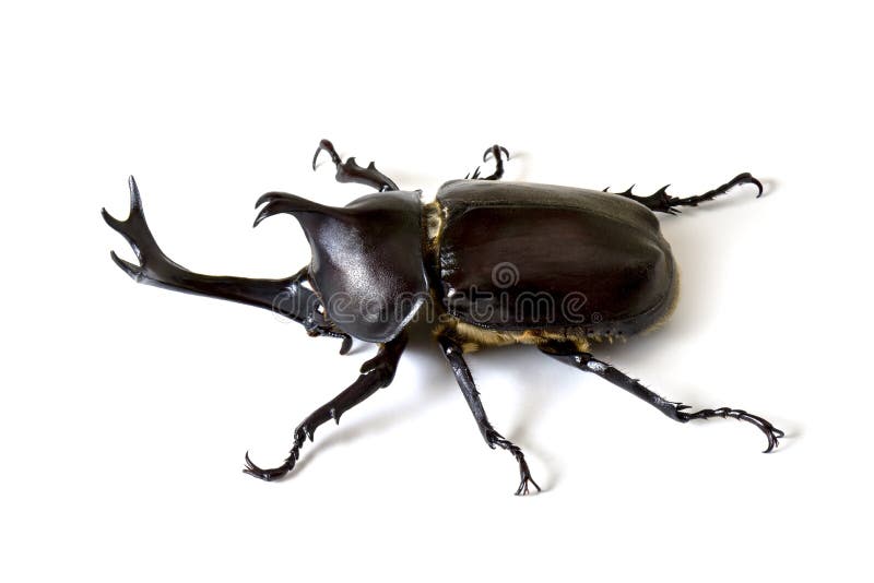 Trypoxylus dichotomus stock photo. Image of rhinoceros - 42416976