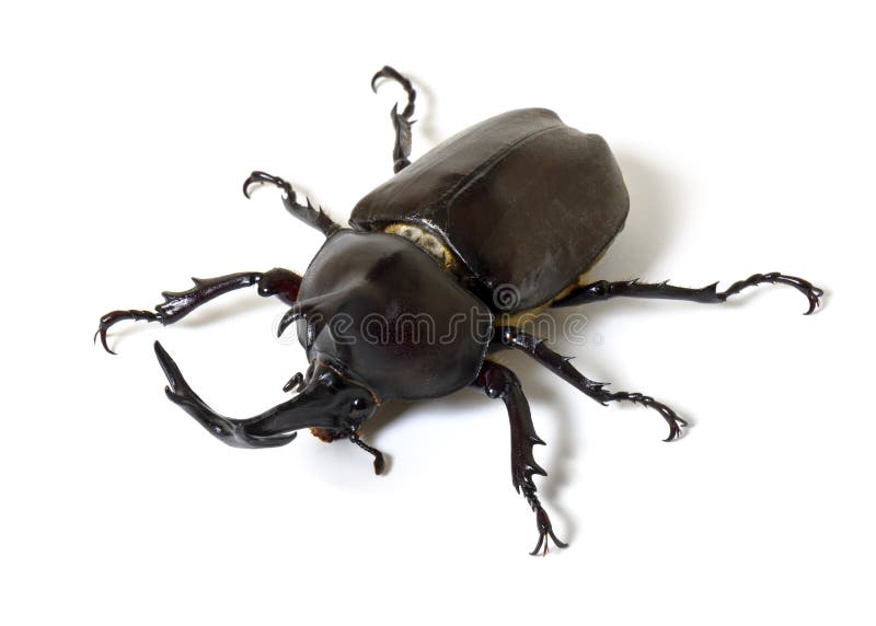 Trypoxylus dichotomus stock photo. Image of wildlife - 42437026