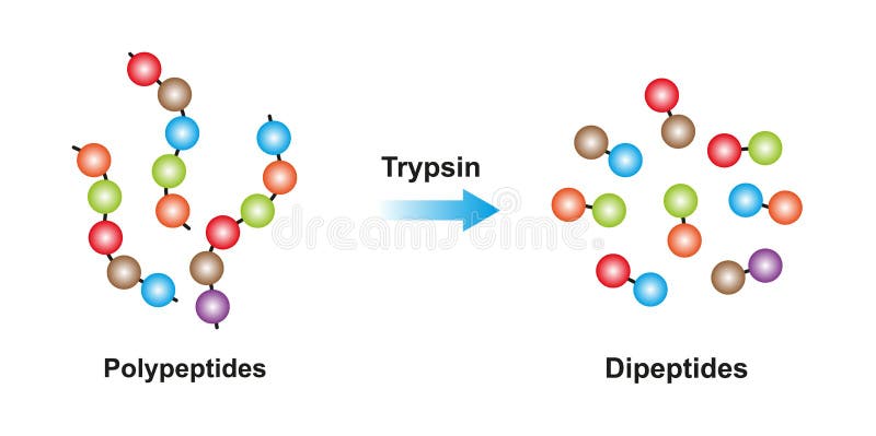 Trypsin Enzyme stock vector. Illustration of peptidase - 259910177