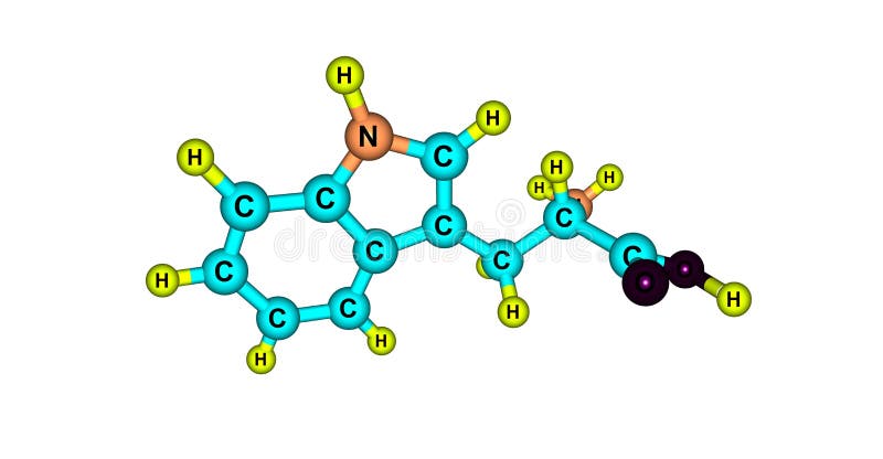 Molecule Of Tryptophan, Trp, An Amino Acid Used In The Biosynthesis Of ...