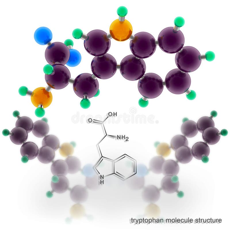 Molecule Of Tryptophan, Trp, An Amino Acid Used In The Biosynthesis Of ...