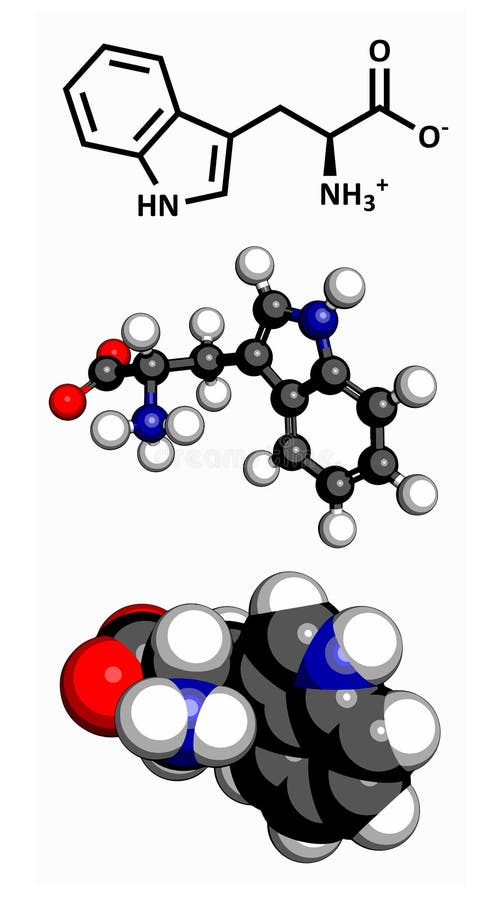 Tryptophan Trp W Amino Acid Molecular Model Stock Illustration