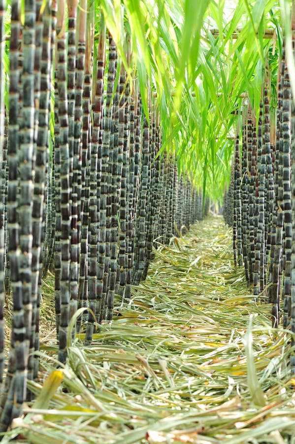 Plantacja trzcina cukrowa zdjęcie stock. Obraz złożonej z pusty - 34933608