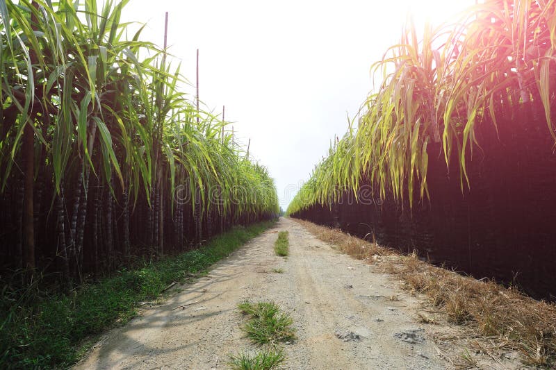 Trzcina Cukrowa ślad I Pole Obraz Stock - Obraz złożonej z botanika ...