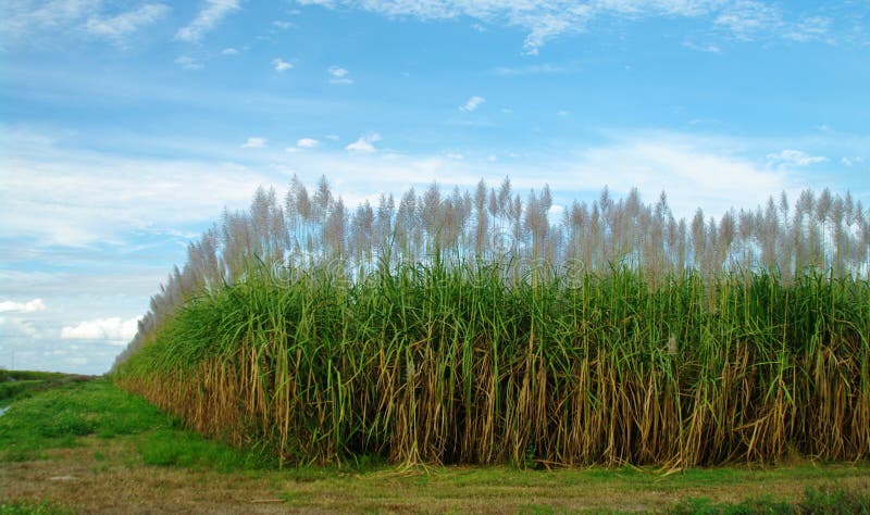 Czerwona trzcina cukrowa zdjęcie stock. Obraz złożonej z cukrowa - 33334028