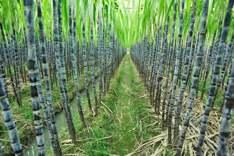 Trzciny Cukrowa Gospodarstwo Rolne Zdjęcie Stock - Obraz złożonej z ...