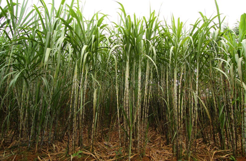 Plantacja Trzciny Cukrowej W Kumbhewadi Latur Maharashtra India Zdjęcie ...