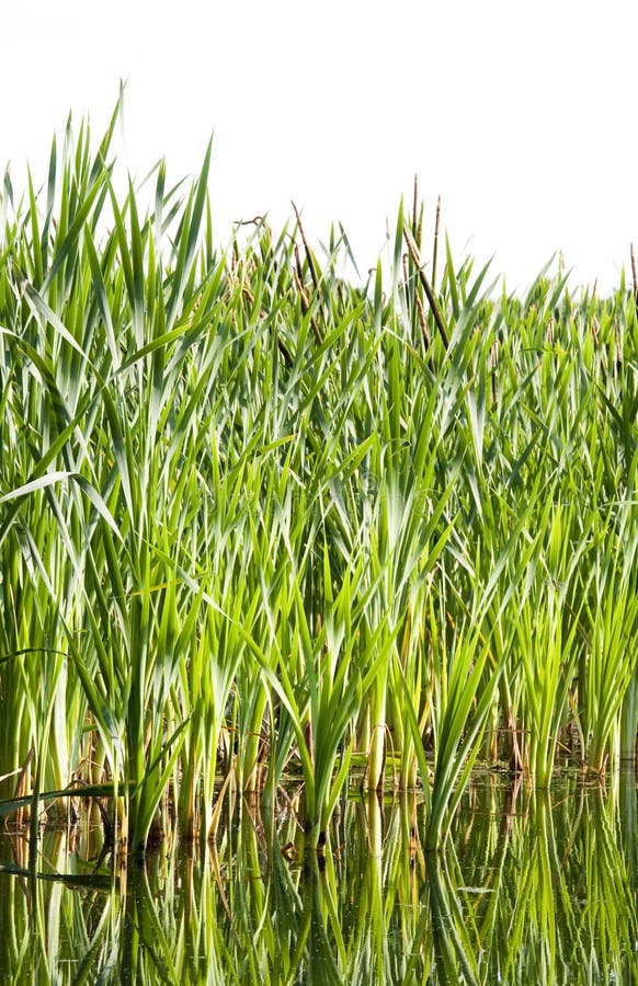 Trzciny rzeka zdjęcie stock. Obraz złożonej z trzcina - 9985394