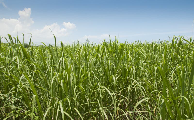 Trzciny trawy cukier obraz stock. Obraz złożonej z natura - 20370733