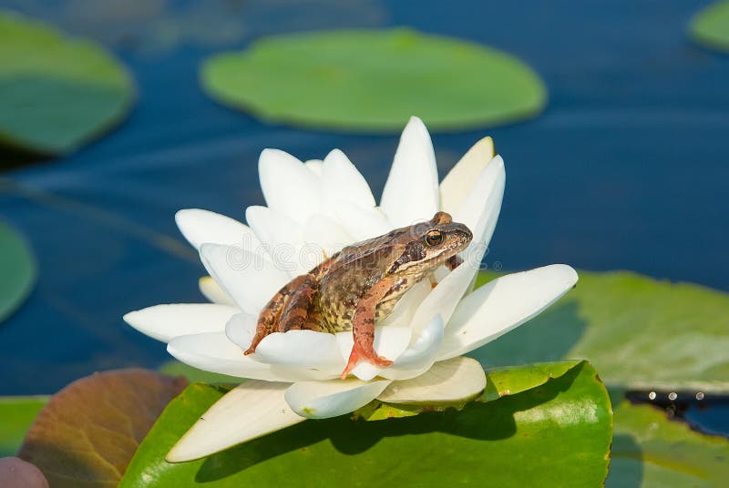 Tsarevna - frog stock image. Image of environment, float - 15326907 Tsarevna - frog stock image. Image of environment, float - 15326907