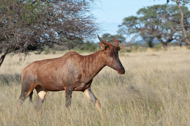 Tsessebe stock image. Image of south, conservation, wild - 21409569