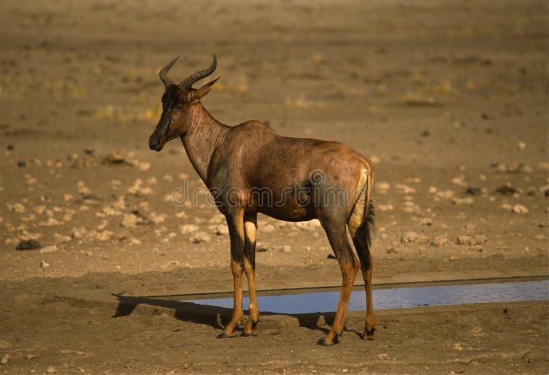 Tsessebe Antelope stock photo. Image of africa, tsessebe - 11721628