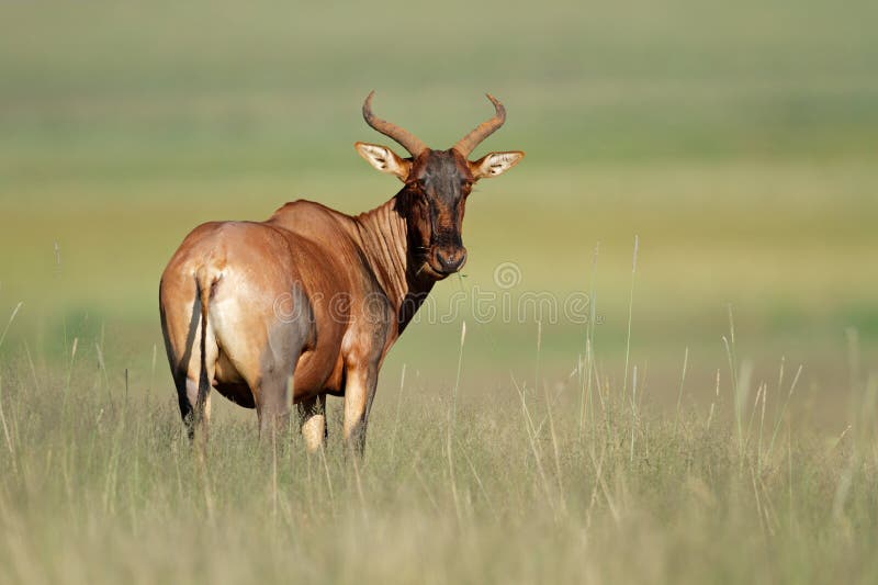 Tsessebe antelope stock image. Image of herbivore, grass - 15882409