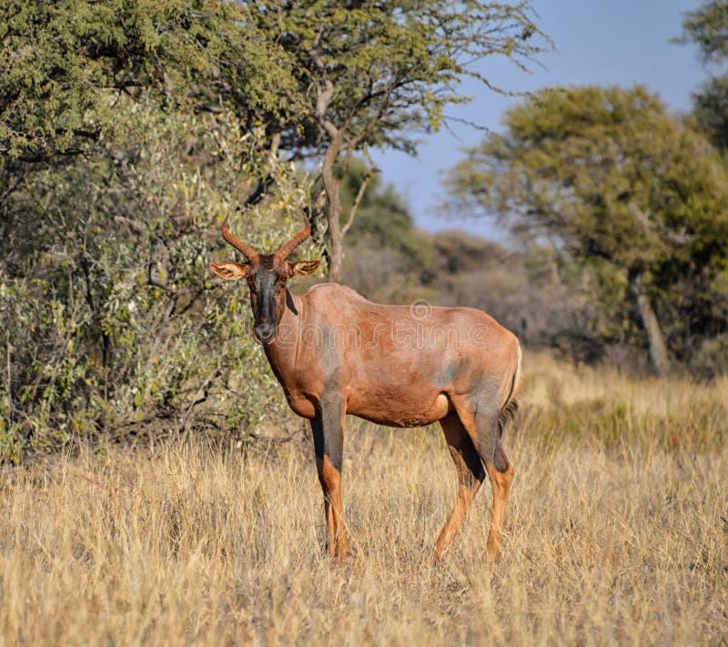 Tsessebe Antelope stock image. Image of animals, african - 107677749